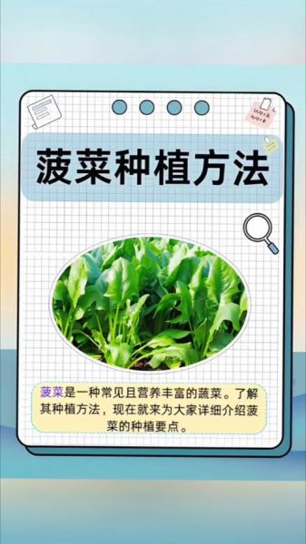 菠菜什么时候种最合适_菠菜种植方法步骤-第1张图片-山城妙识