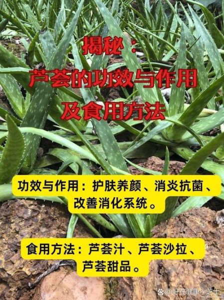 芦荟怎么吃可以治胃病_芦荟治胃病正确吃法-第3张图片-山城妙识