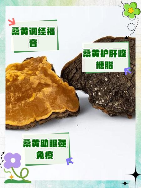 藏桑黄的功效与作用_藏桑黄怎么吃效果最好-第1张图片-山城妙识 藏桑黄的功效与作用_藏桑黄怎么吃效果最好-第1张图片-山城妙识