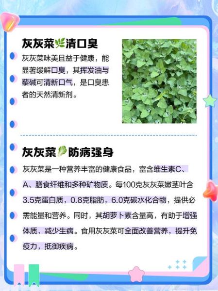 灰灰菜的好处和坏处_灰灰菜怎么吃才安全-第1张图片-山城妙识