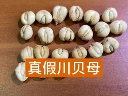 正宗川贝母图片_如何辨别真假川贝母-第2张图片-山城妙识 正宗川贝母图片_如何辨别真假川贝母-第2张图片-山城妙识