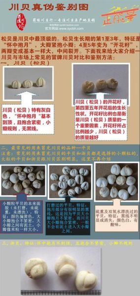 正宗川贝母图片_如何辨别真假川贝母-第3张图片-山城妙识 正宗川贝母图片_如何辨别真假川贝母-第3张图片-山城妙识