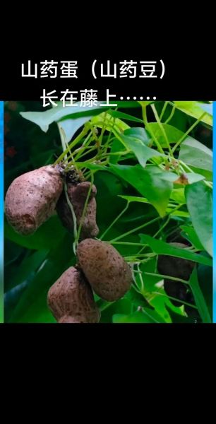 山药蛋派代表作有哪些_山药蛋派写作风格是什么-第1张图片-山城妙识 山药蛋派代表作有哪些_山药蛋派写作风格是什么-第1张图片-山城妙识