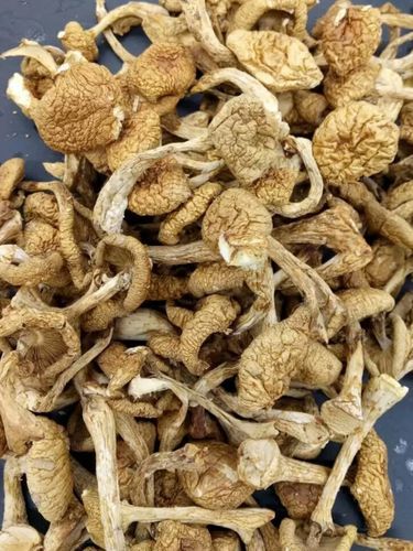 滑子菇干怎么泡发_滑子菇干多少钱一斤-第1张图片-山城妙识