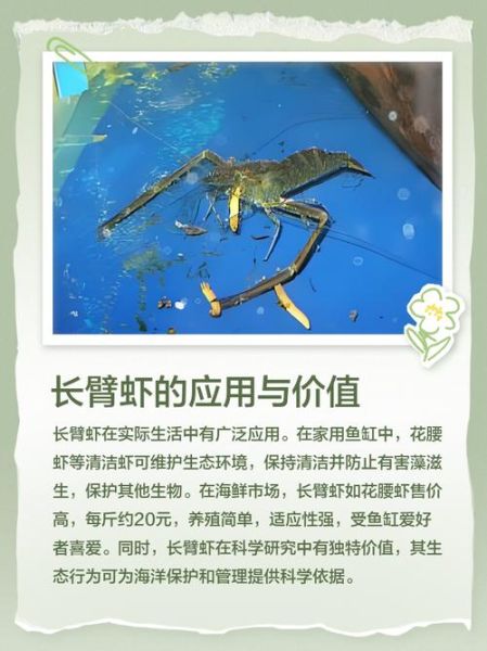 长臂虾怎么养_长臂虾吃什么-第1张图片-山城妙识 长臂虾怎么养_长臂虾吃什么-第1张图片-山城妙识
