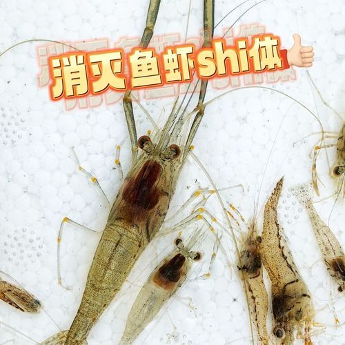 长臂虾怎么养_长臂虾吃什么-第2张图片-山城妙识 长臂虾怎么养_长臂虾吃什么-第2张图片-山城妙识