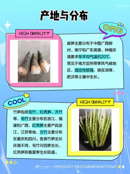 麻竹笋和毛竹笋哪个好_口感营养价格全面对比-第1张图片-山城妙识 麻竹笋和毛竹笋哪个好_口感营养价格全面对比-第1张图片-山城妙识