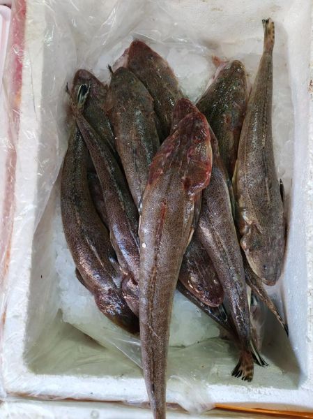 牛尾鱼长什么样子_牛尾鱼是海鱼还是淡水鱼-第1张图片-山城妙识 牛尾鱼长什么样子_牛尾鱼是海鱼还是淡水鱼-第1张图片-山城妙识