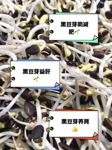 黑豆芽的营养价值_黑豆芽怎么吃最营养-第1张图片-山城妙识