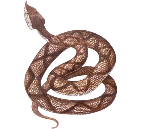 蕲蛇的功效与作用_蕲蛇能治什么病-第1张图片-山城妙识 蕲蛇的功效与作用_蕲蛇能治什么病-第1张图片-山城妙识