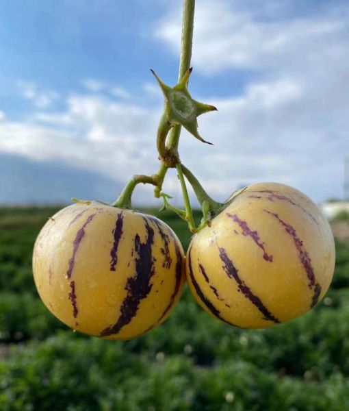 人参果长什么样_人参果图片真假辨别-第3张图片-山城妙识