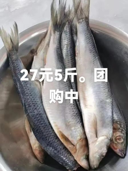 青鱼价格行情_青鱼多少钱一斤-第1张图片-山城妙识 青鱼价格行情_青鱼多少钱一斤-第1张图片-山城妙识