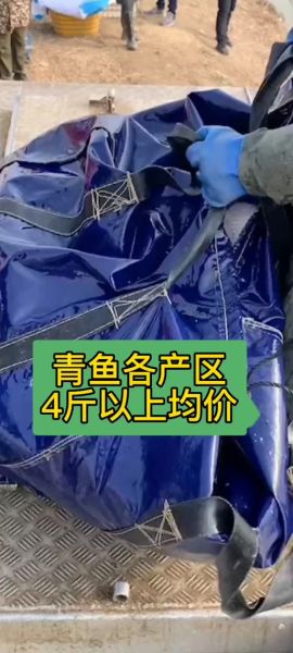 青鱼价格行情_青鱼多少钱一斤-第2张图片-山城妙识 青鱼价格行情_青鱼多少钱一斤-第2张图片-山城妙识