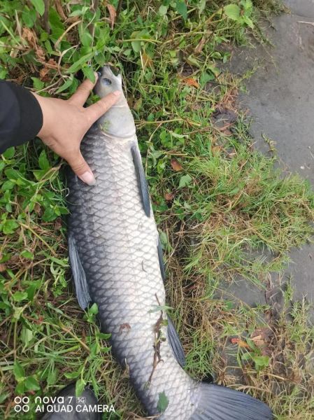 青鱼价格行情_青鱼多少钱一斤-第3张图片-山城妙识 青鱼价格行情_青鱼多少钱一斤-第3张图片-山城妙识