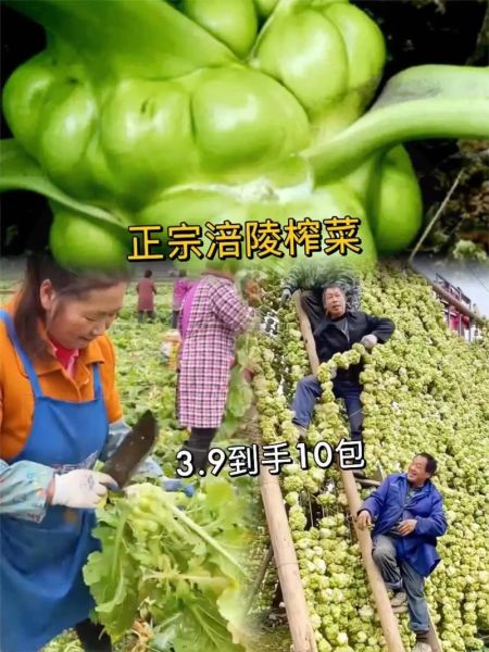 涪陵榨菜是什么梗_涪陵榨菜梗出处-第3张图片-山城妙识