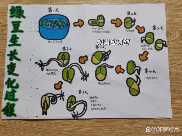 绿豆芽怎么种植_绿豆芽种植方法步骤-第3张图片-山城妙识