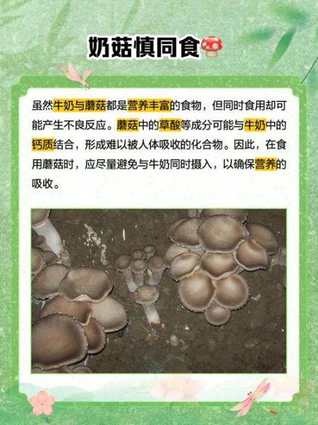 草菇不能和什么一起吃_草菇与哪些食物相克-第3张图片-山城妙识 草菇不能和什么一起吃_草菇与哪些食物相克-第3张图片-山城妙识