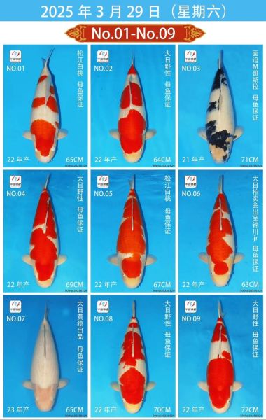 锦鲤鱼价格多少钱一条_锦鲤鱼价格表2024-第1张图片-山城妙识
