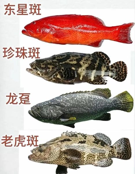 海鱼种类大全图片_如何分辨常见海鱼-第3张图片-山城妙识 海鱼种类大全图片_如何分辨常见海鱼-第3张图片-山城妙识