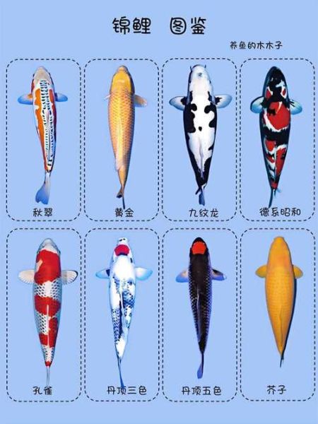 锦鲤鱼价格多少钱一条_锦鲤鱼价格表2024-第3张图片-山城妙识