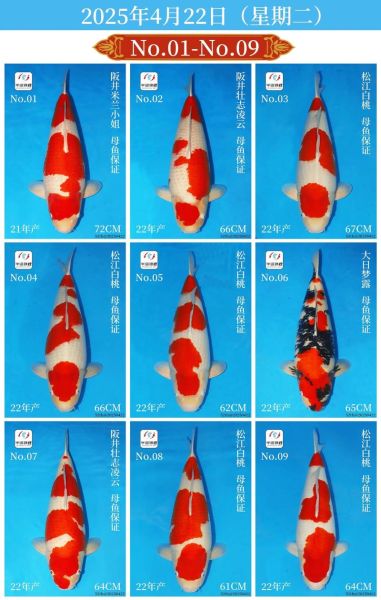 锦鲤鱼价格多少钱一条_锦鲤鱼价格表2024-第2张图片-山城妙识