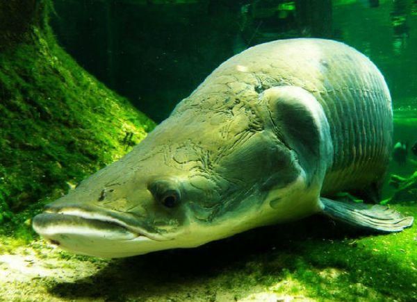 象鼻鱼怎么养_象鼻鱼吃什么食物-第3张图片-山城妙识