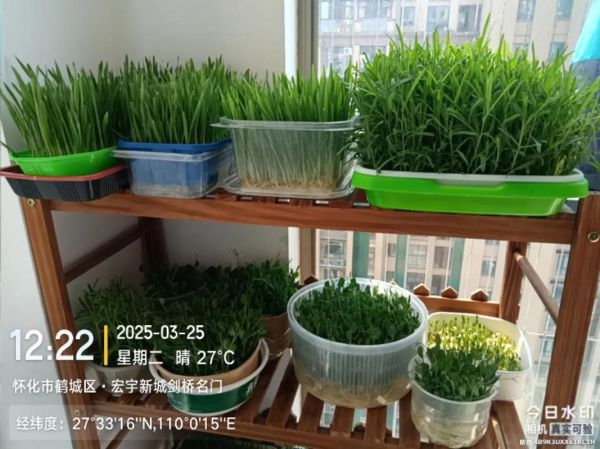 芽苗菜怎么种_芽苗菜种植方法-第3张图片-山城妙识