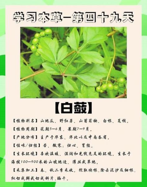 白蔹的功效与作用_白蔹怎么使用-第1张图片-山城妙识