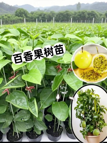 百果树怎么种_百果树几年结果-第1张图片-山城妙识