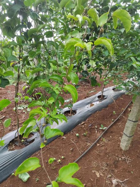 百果树怎么种_百果树几年结果-第2张图片-山城妙识