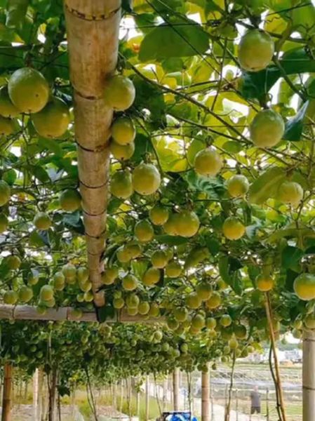 百果树怎么种_百果树几年结果-第3张图片-山城妙识