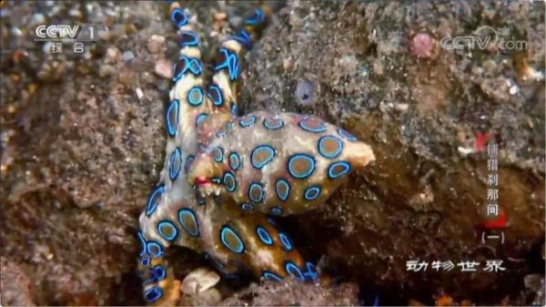 鸡心螺捕食八爪鱼全过程_毒性有多强-第1张图片-山城妙识