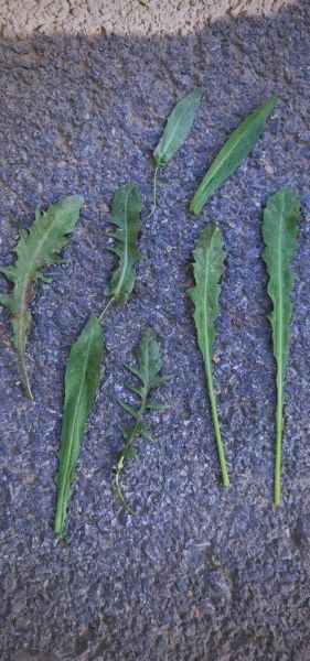 荠菜的别名叫什么名字_荠菜为什么又叫护生草-第3张图片-山城妙识