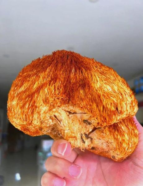 猴头菇怎么炒着吃_猴头菇炒多久才熟-第2张图片-山城妙识