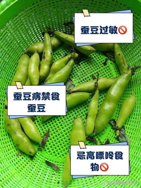 蚕豆什么人不能吃_蚕豆禁忌人群有哪些-第2张图片-山城妙识
