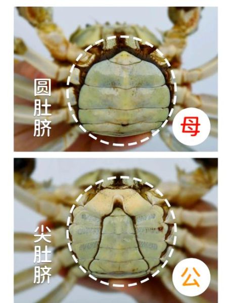 大闸蟹公蟹和母蟹的区别_如何一眼分辨-第1张图片-山城妙识