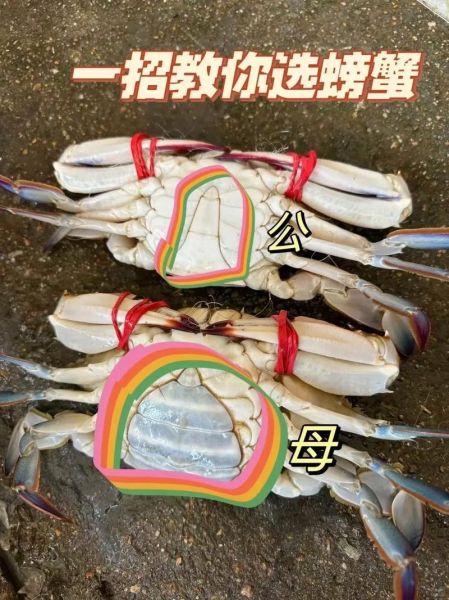 大闸蟹公蟹和母蟹的区别_如何一眼分辨-第2张图片-山城妙识