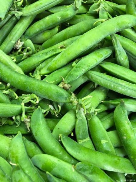 荷兰豆不熟能吃吗_荷兰豆生吃会中毒吗-第1张图片-山城妙识