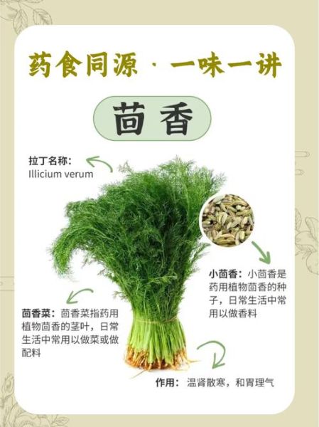 小茴香什么人不能吃_小茴香的副作用有哪些-第1张图片-山城妙识