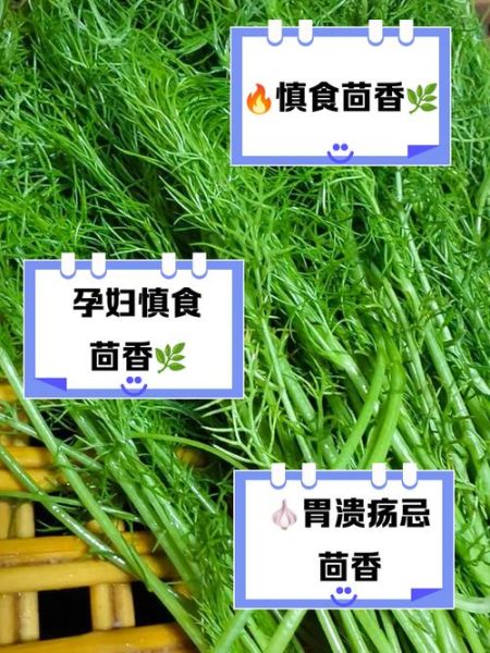 小茴香什么人不能吃_小茴香的副作用有哪些-第3张图片-山城妙识