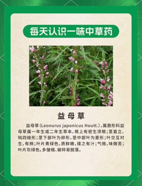 益母草长什么样子_如何辨别新鲜益母草-第1张图片-山城妙识