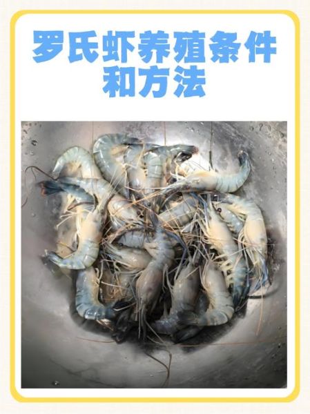 中国最大的淡水虾是什么_养殖技巧有哪些-第2张图片-山城妙识