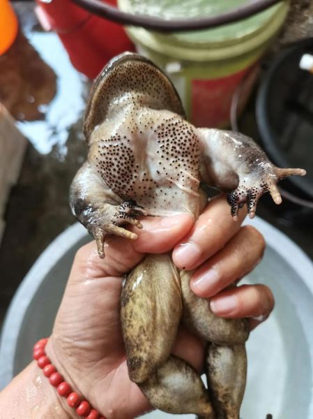 石鸡青蛙的区别_石鸡青蛙哪个好吃-第2张图片-山城妙识