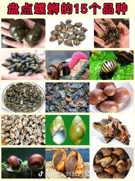 全部螺的图片和名字_如何快速识别常见淡水螺-第2张图片-山城妙识 全部螺的图片和名字_如何快速识别常见淡水螺-第2张图片-山城妙识
