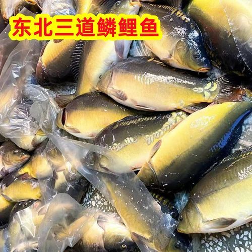 三道鳞是什么鱼_三道鳞图片长什么样-第2张图片-山城妙识