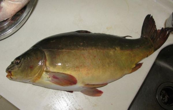 三道鳞是什么鱼_三道鳞图片长什么样-第1张图片-山城妙识