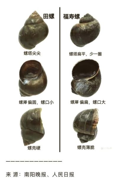 全部螺的图片和名字_如何快速识别常见淡水螺-第1张图片-山城妙识 全部螺的图片和名字_如何快速识别常见淡水螺-第1张图片-山城妙识