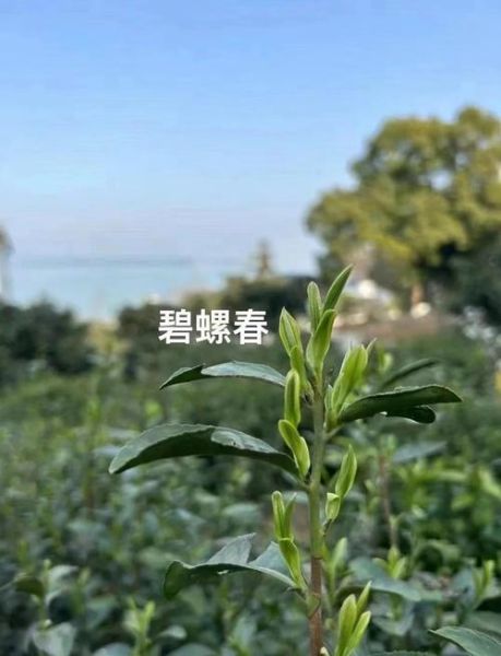 正宗碧螺春产地哪里最好_核心产区有哪些-第1张图片-山城妙识