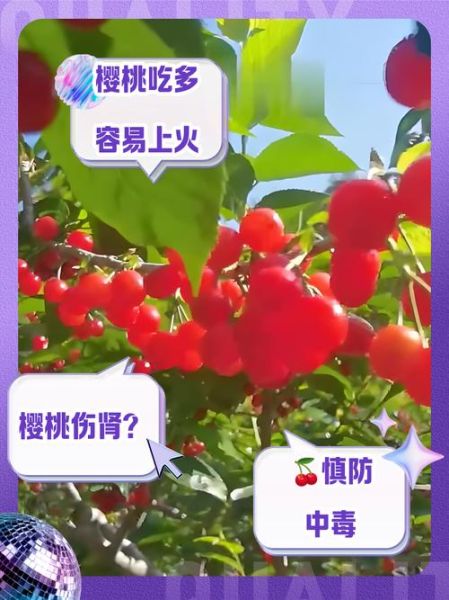 樱桃一次性吃多了会怎样_吃多樱桃的危害-第3张图片-山城妙识 樱桃一次性吃多了会怎样_吃多樱桃的危害-第3张图片-山城妙识