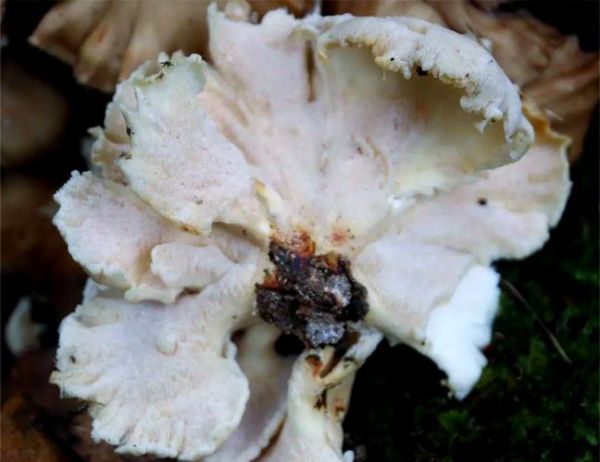 灰树花菇图片_灰树花菇长什么样-第3张图片-山城妙识